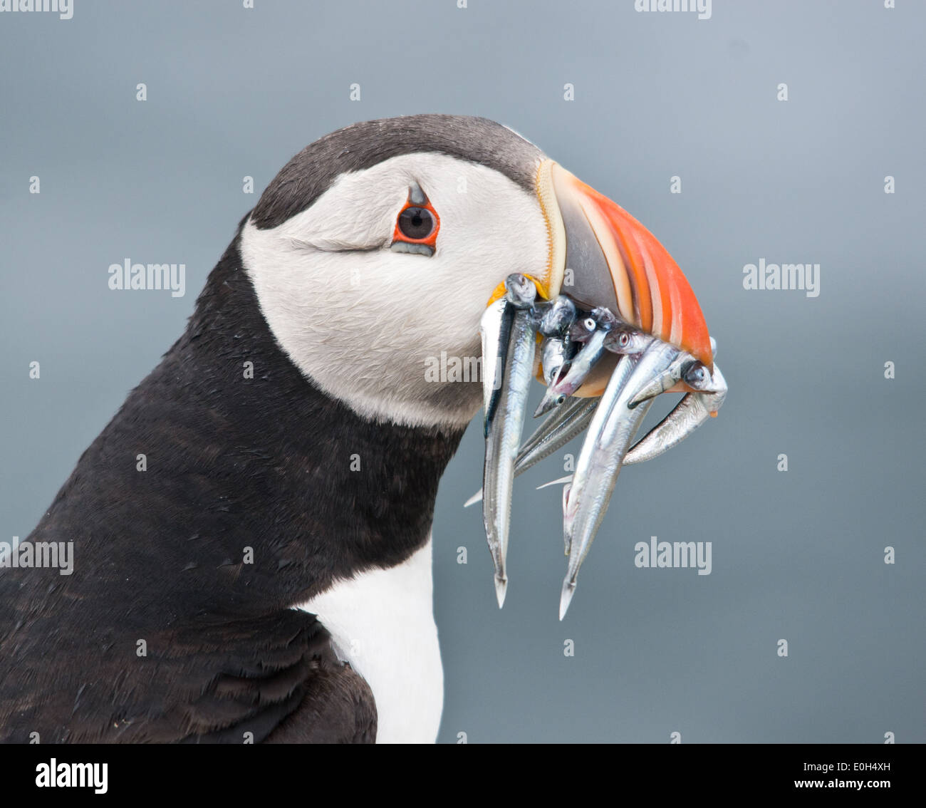 Puffin mouthful fish hi-res stock photography and images - Alamy