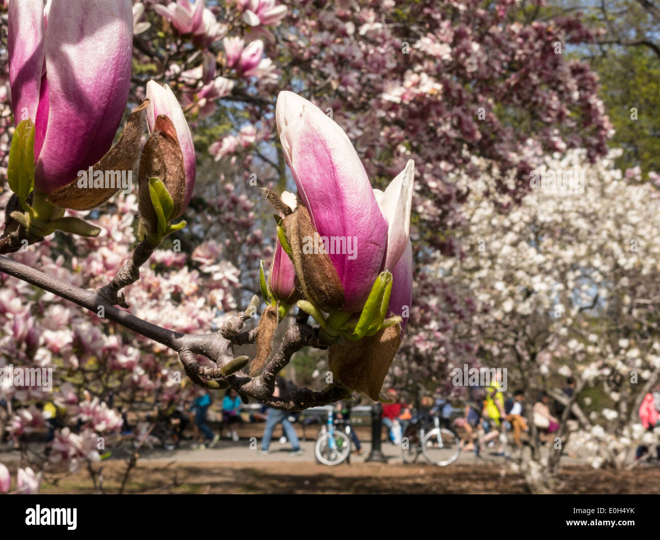 Springtime Trees with Blossoms in Central Park, NYC Stock Photo - Alamy