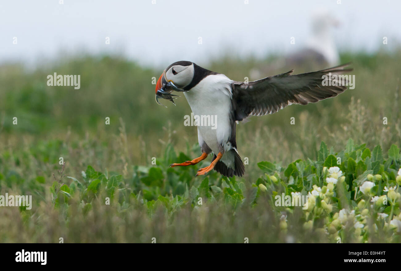Puffin land hi-res stock photography and images - Alamy
