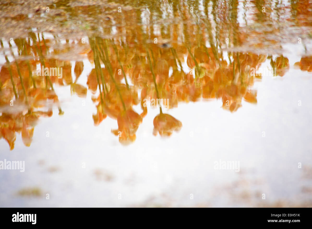 Tulip impressions tulip reflections - yellow tulips reflected in puddle ...