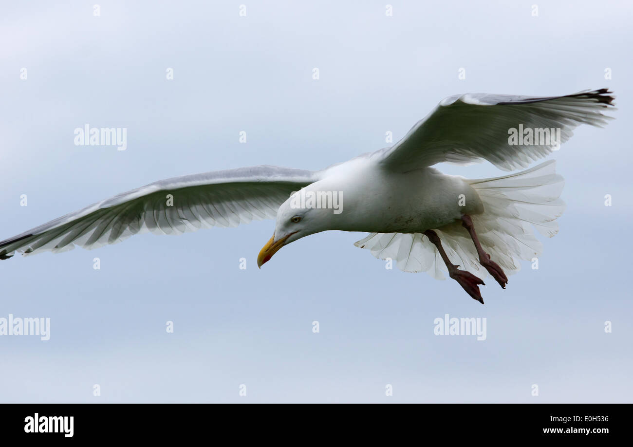 Seagull feet hi-res stock photography and images - Alamy