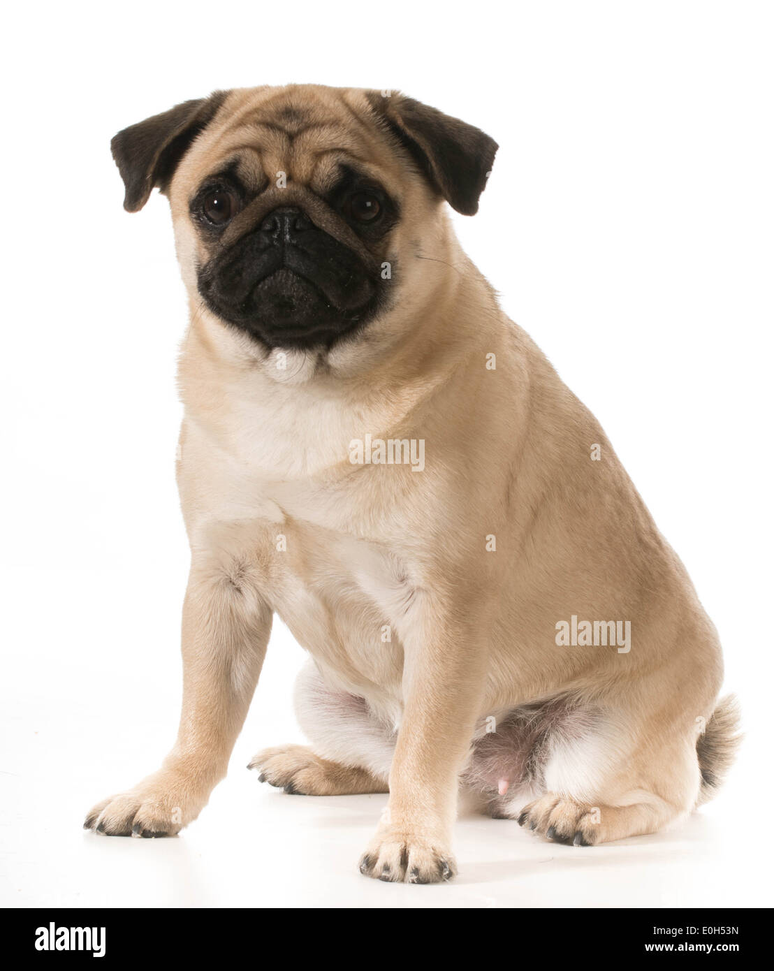 pug sitting isolated on white background Stock Photo - Alamy
