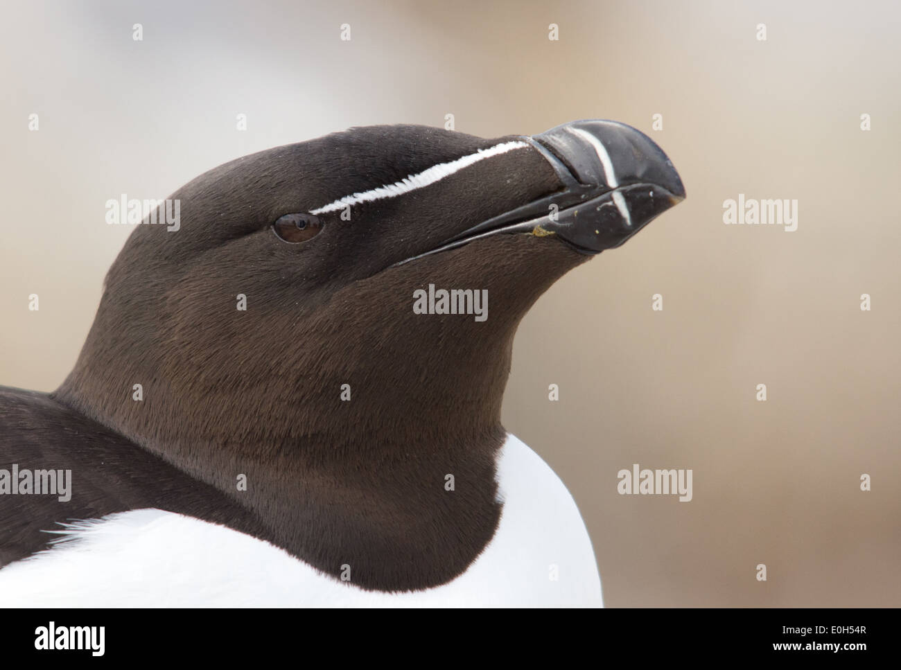 Razorbill england hi-res stock photography and images - Alamy