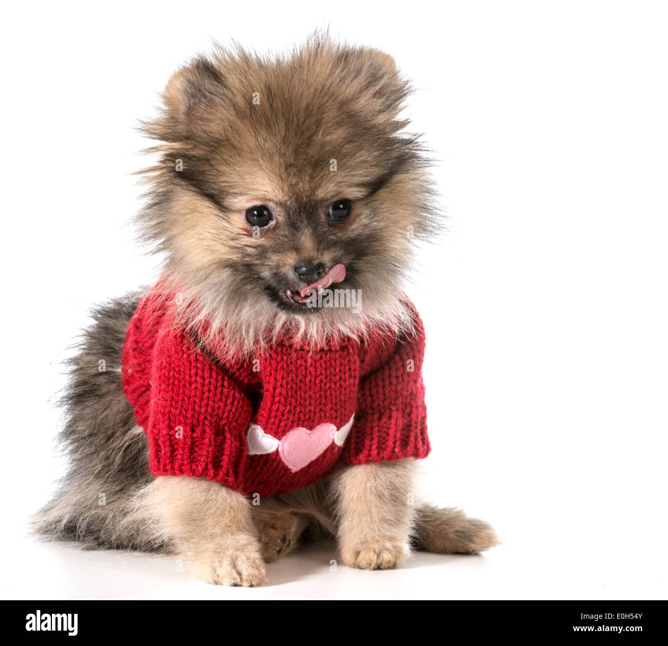 Beautiful pomeranian dog wearing red Cut Out Stock Images & Pictures ...