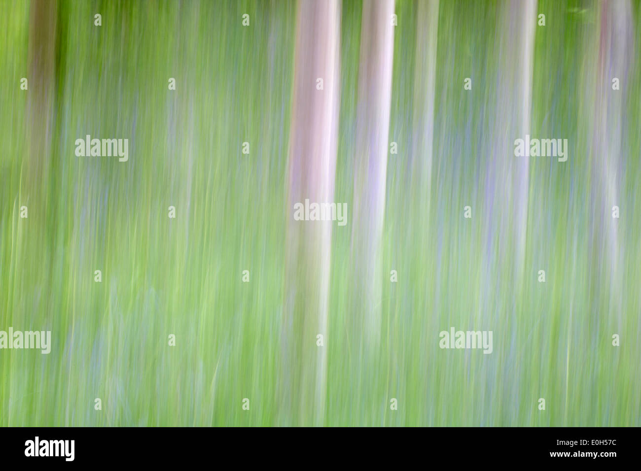 Tree trunks impressions hi-res stock photography and images - Alamy