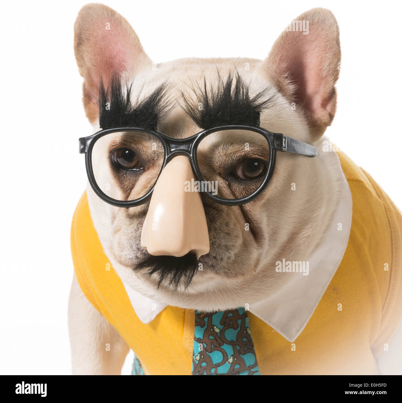 french bulldog disguised as a human Stock Photo - Alamy