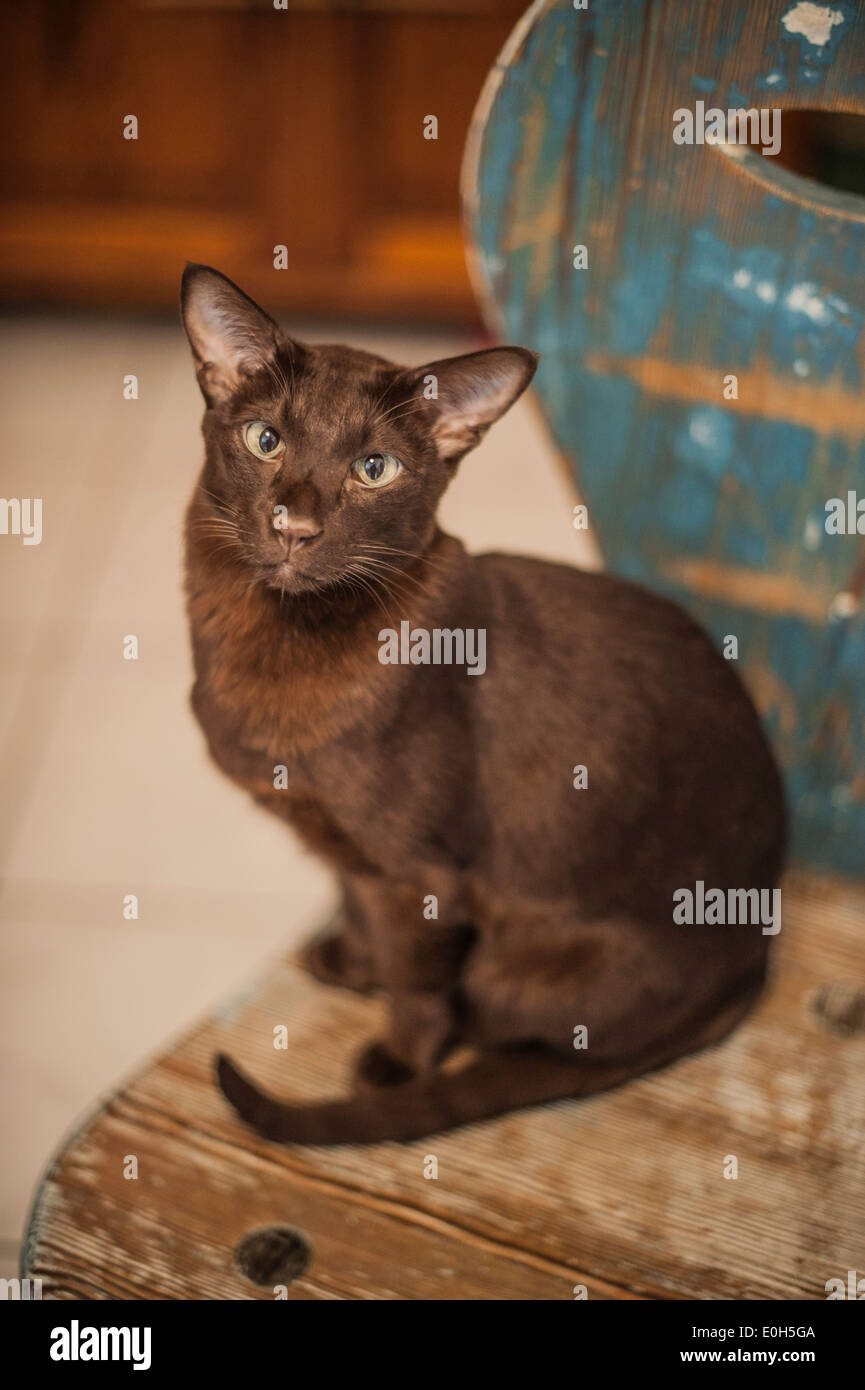 Havana tomcat sitting on a chair, Oriental shorthair cat, Berlin ...