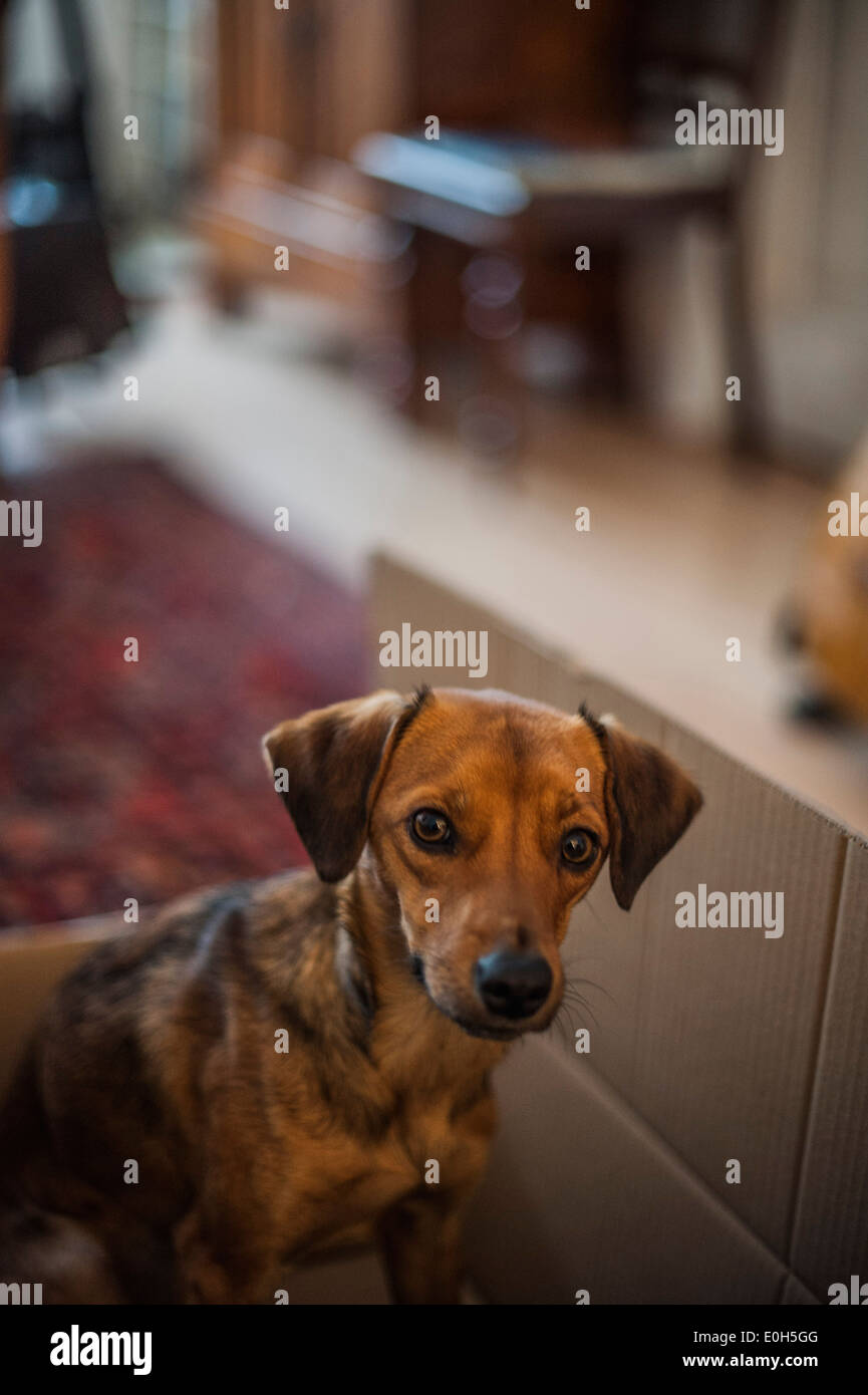 Dog breed germany hi-res stock photography and images - Alamy