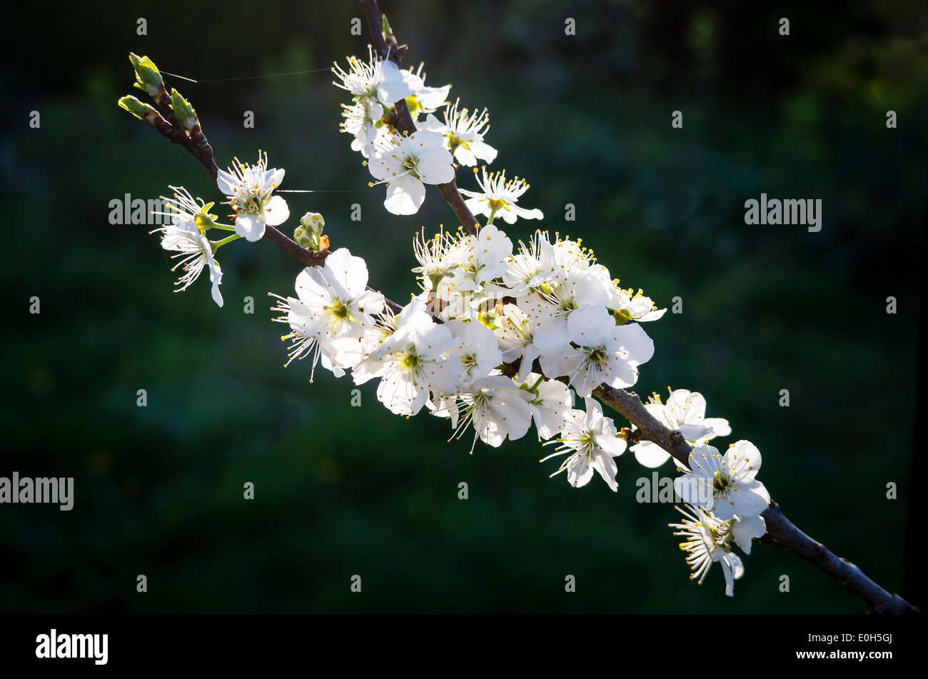 Prunus domestica hi-res stock photography and images - Alamy