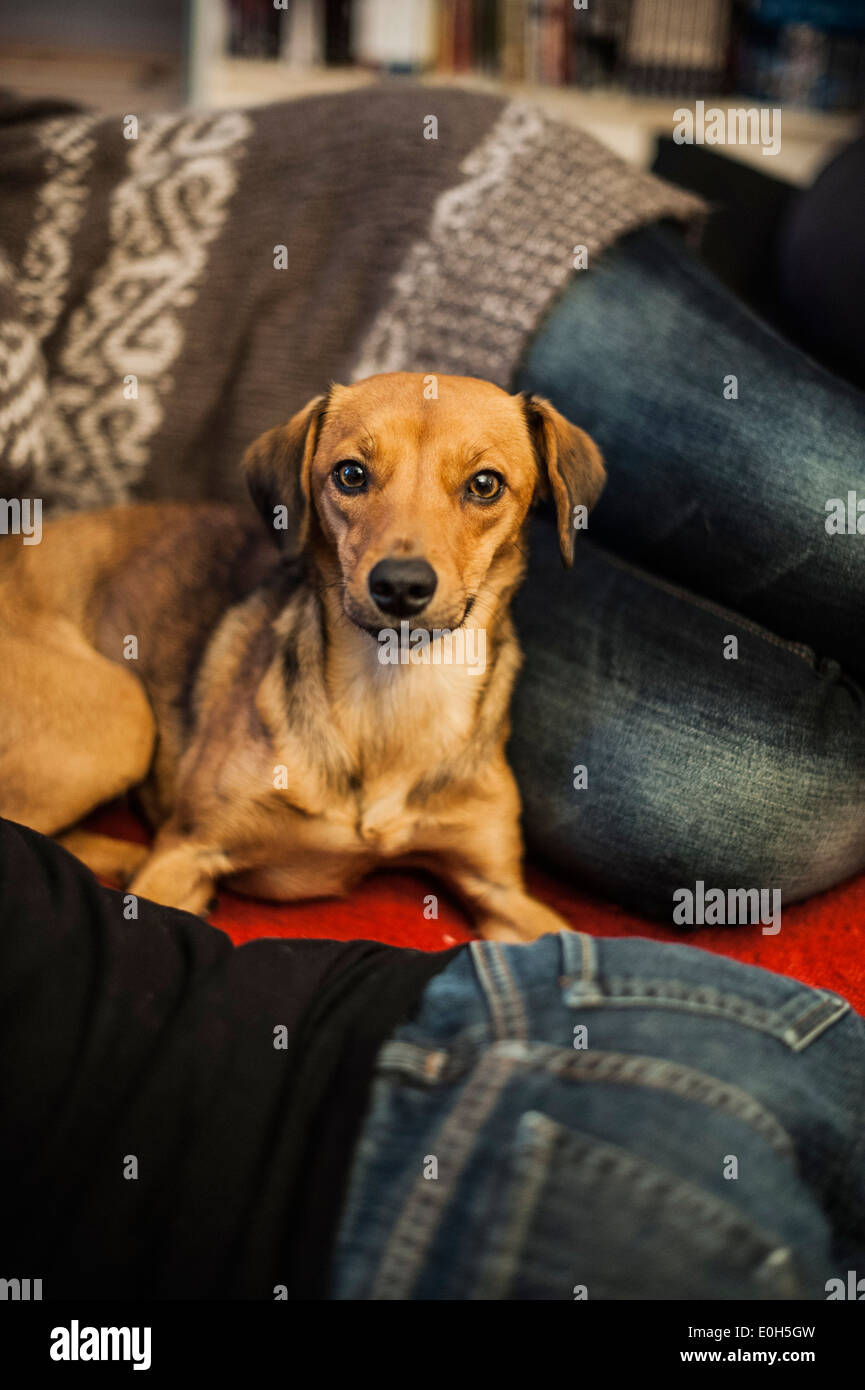 Dog breed germany hi-res stock photography and images - Alamy