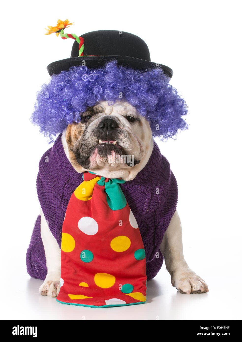 silly dog wearing clown costume on white background - english bulldog ...