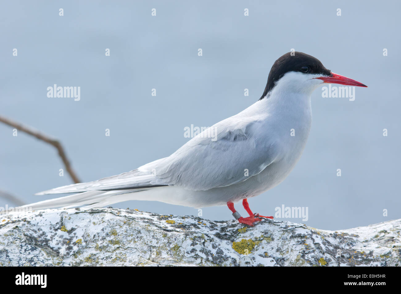 Tern on wall hi-res stock photography and images - Alamy