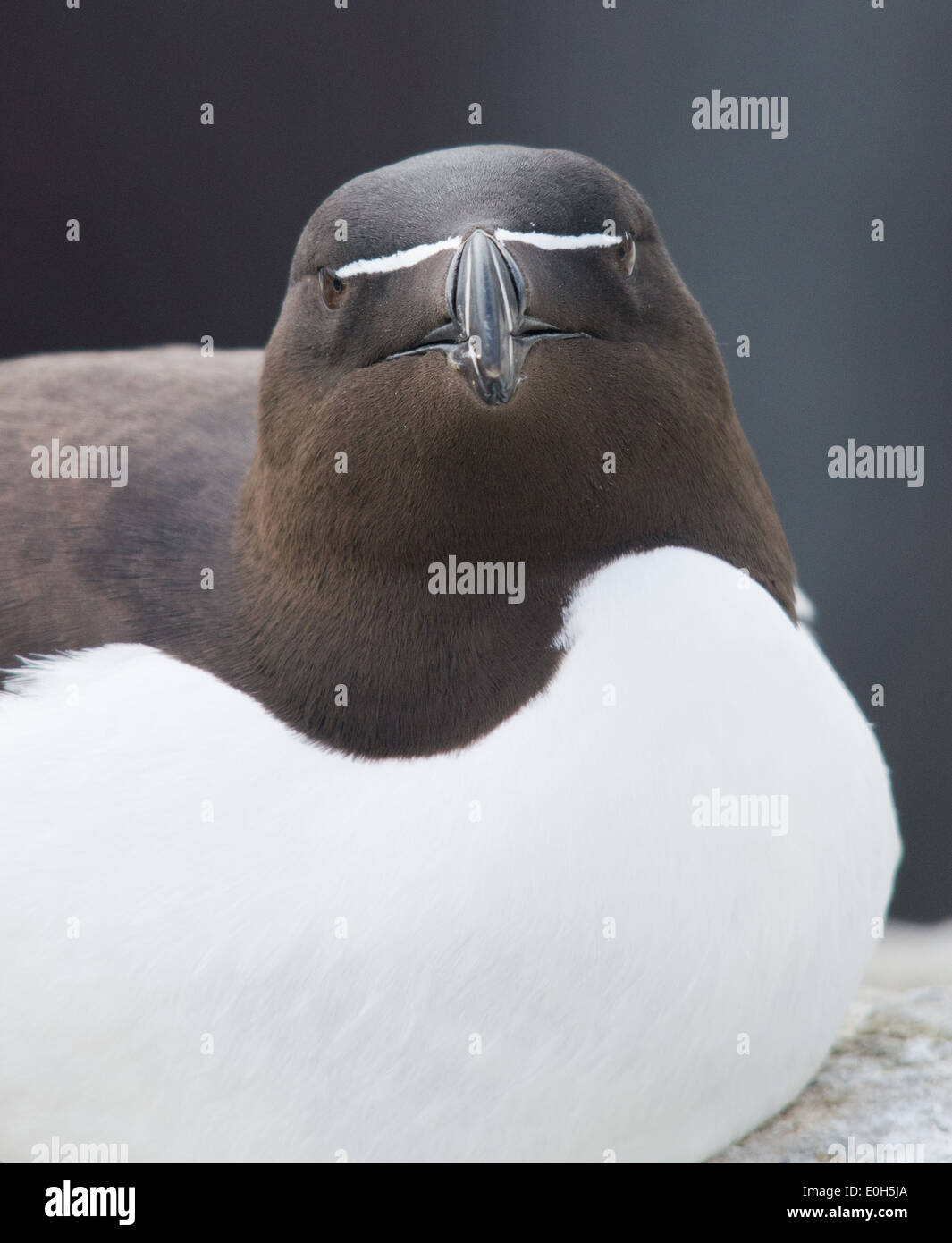 Wildlife with eye stripe hi-res stock photography and images - Alamy