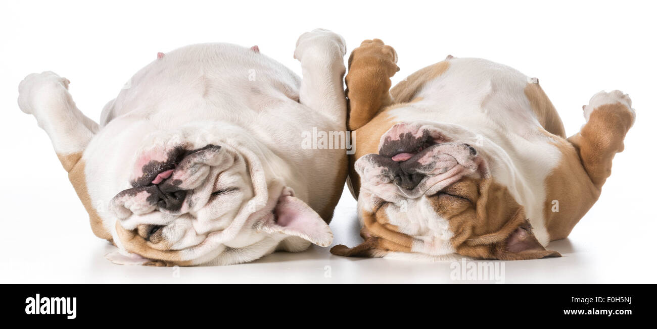 mother and daughter english bulldog laying on back sleeping Stock Photo ...