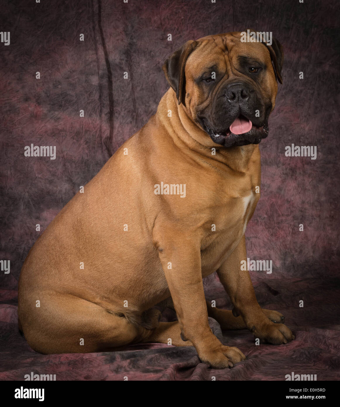 bullmastiff male sitting on purple background Stock Photo - Alamy