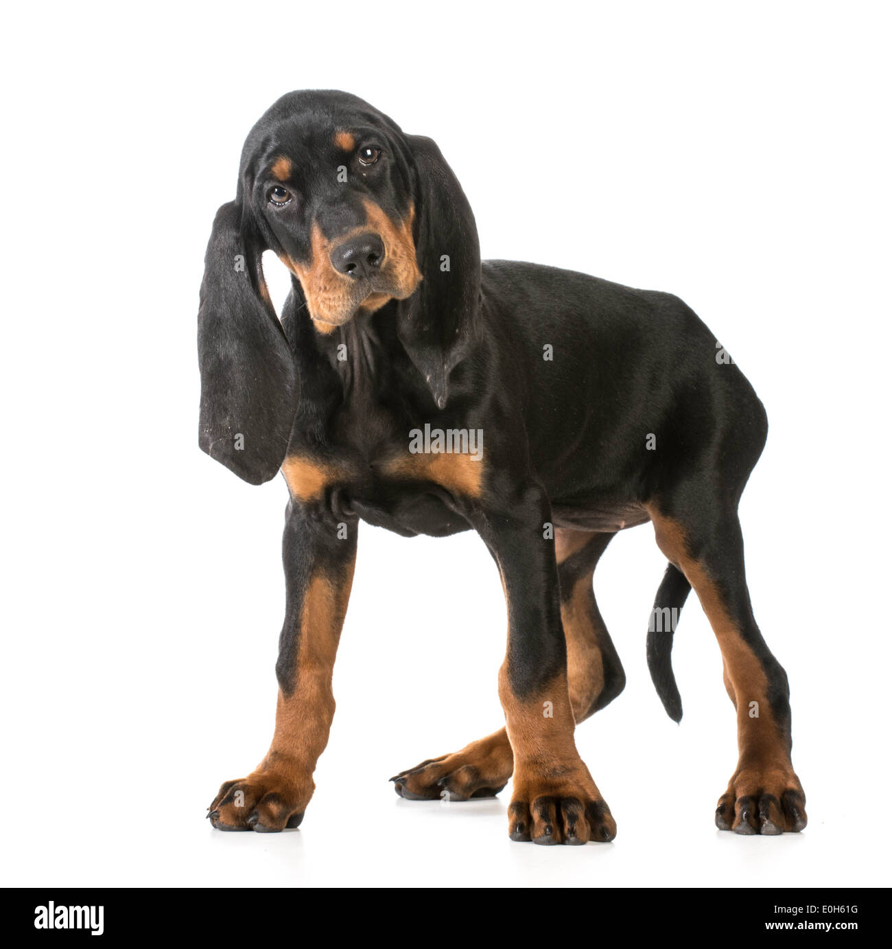 cute puppy - black and tan coonhound standing looking at viewer Stock ...