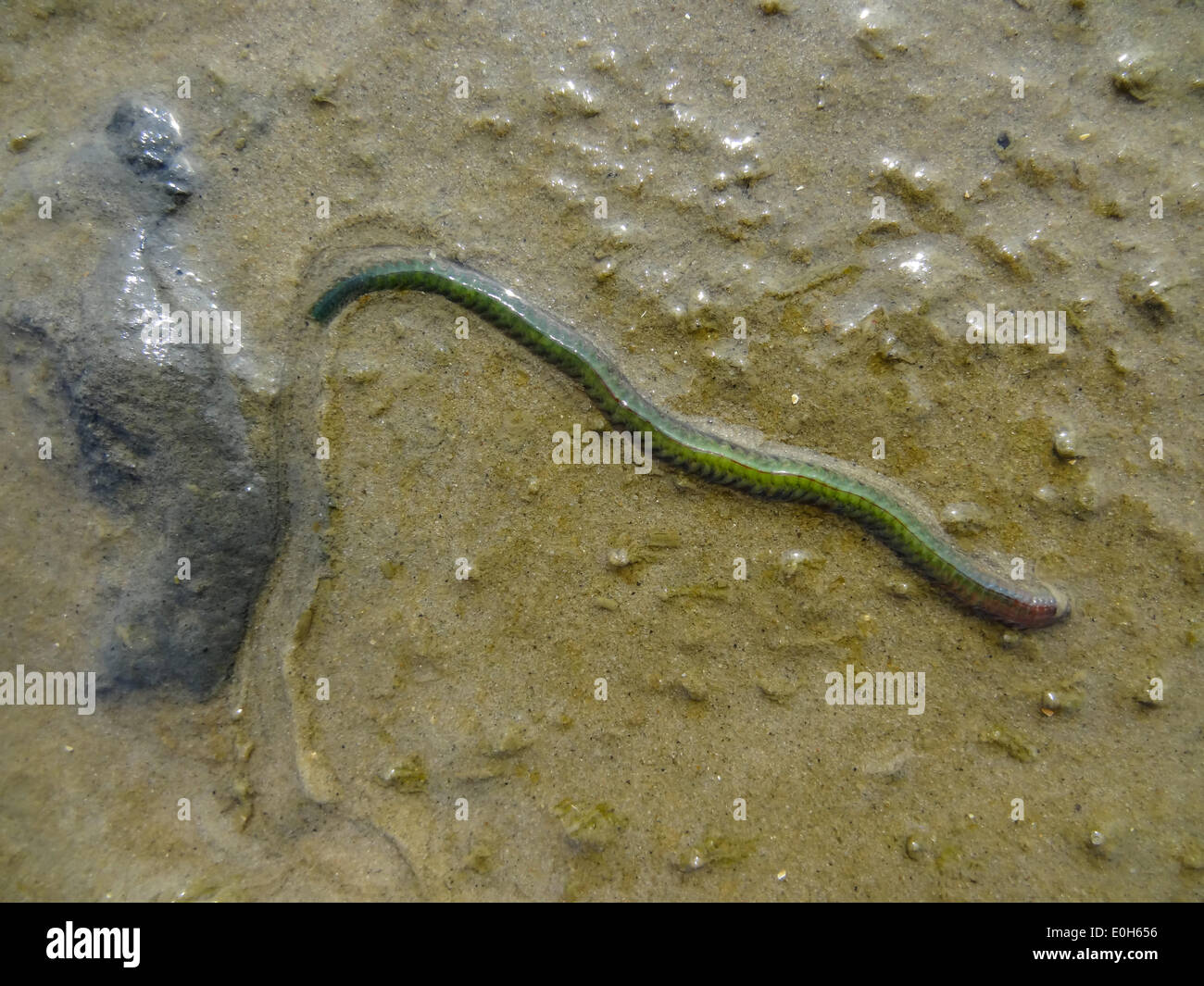 Sandworm In Sandy Tidal Sea, Nereis Virens Stock Photo - Alamy