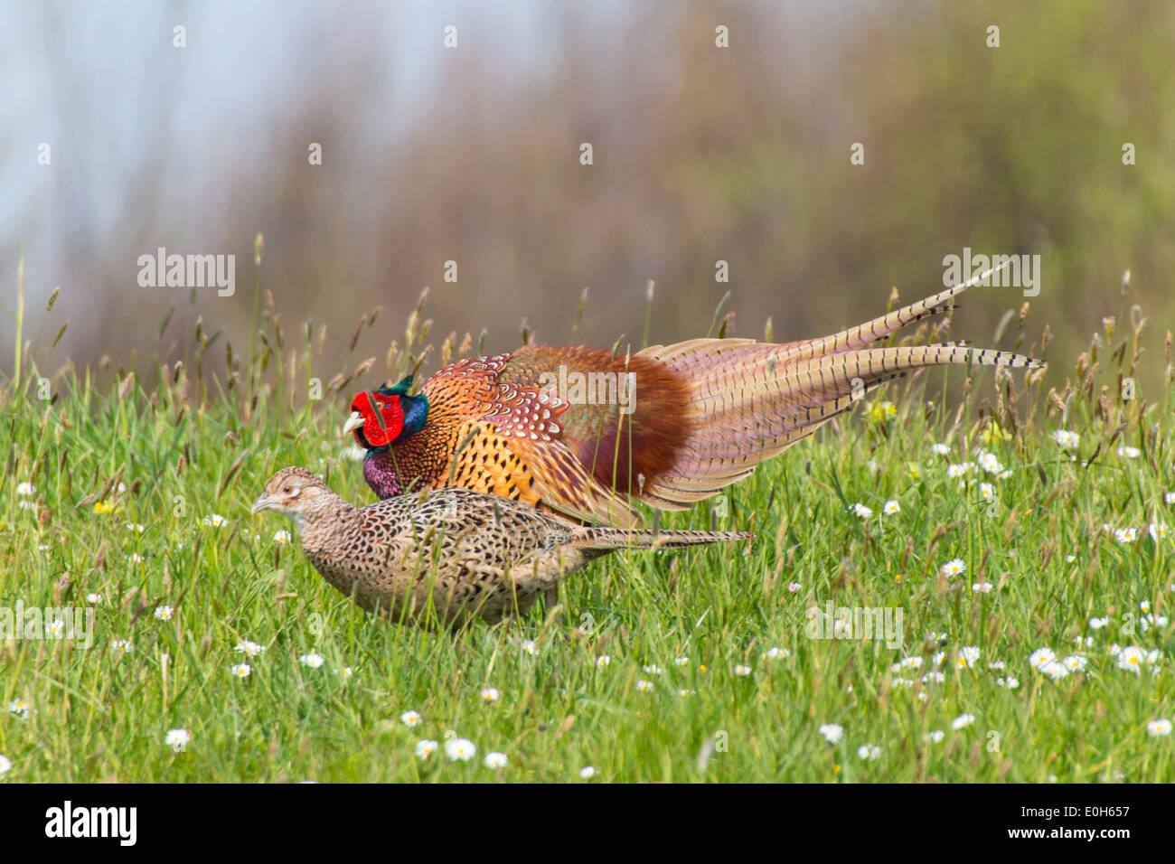 Pheasants Male And Female Fighting Stock Photo - Alamy