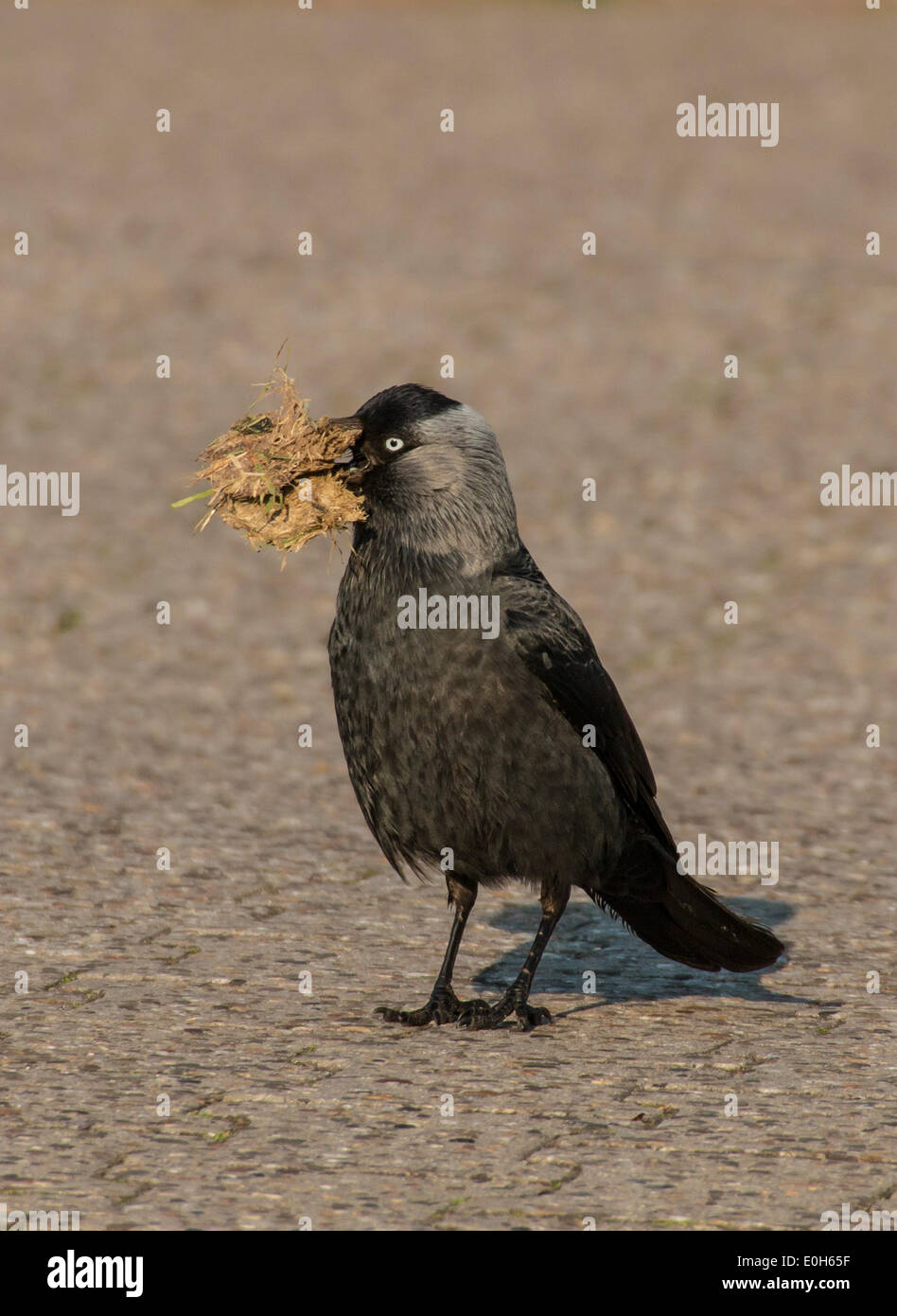 Jackdaw With Nesting Material, Corvus Monedula Stock Photo - Alamy