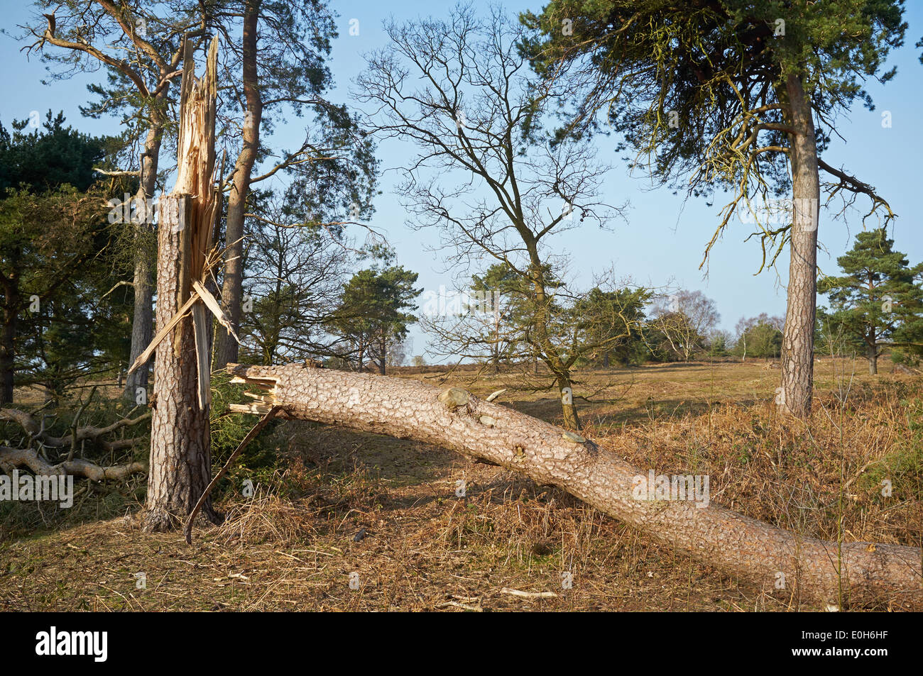Fallen trees after a storm, Sutton Heath, Suffolk, UK Stock Photo - Alamy