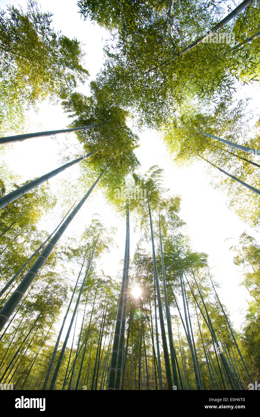 Sunlight bamboo forest hi-res stock photography and images - Alamy