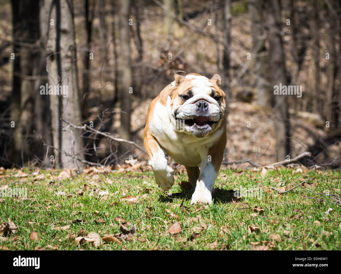 english bulldog running in the grass Stock Photo - Alamy