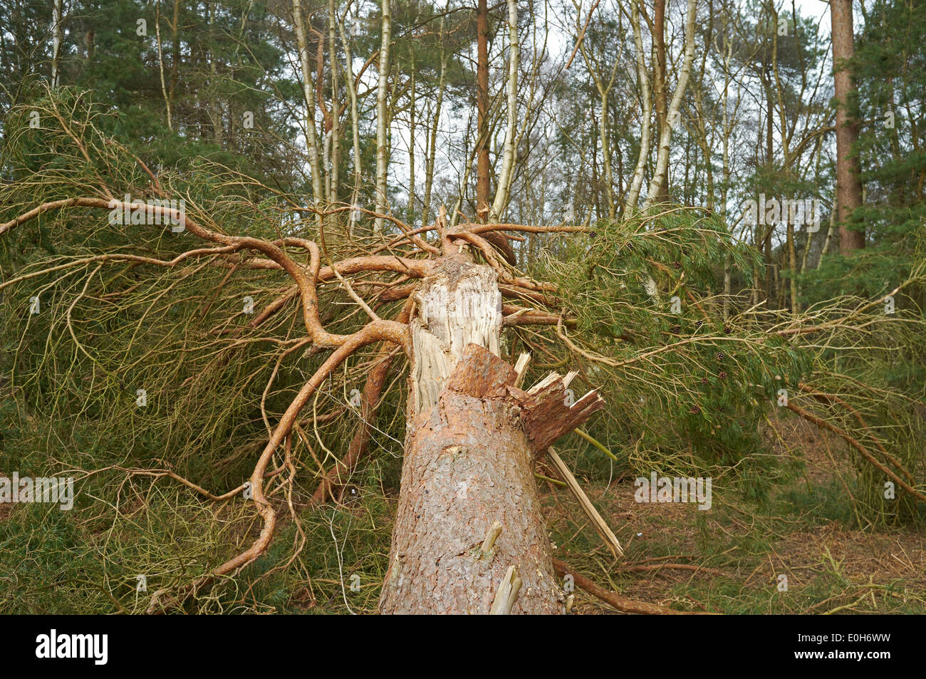 Suffolk wood trees hi-res stock photography and images - Alamy