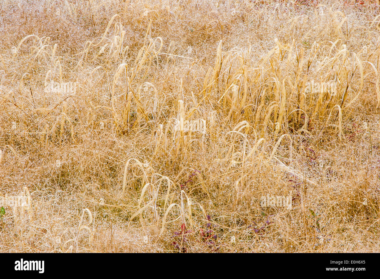 dried field grasses, Acadia National Park, Maine, USA Stock Photo - Alamy