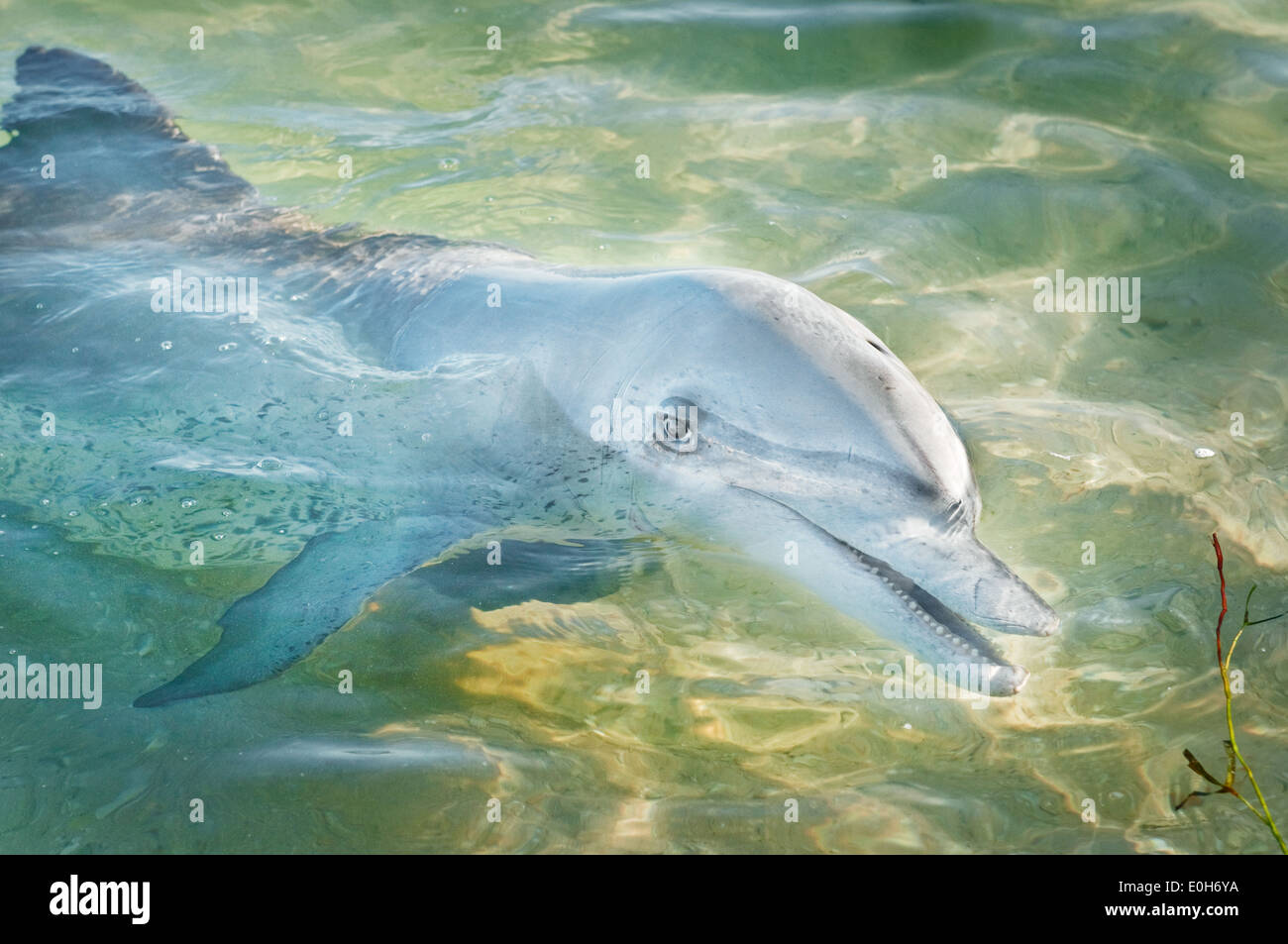 Animal water feature hi-res stock photography and images - Alamy
