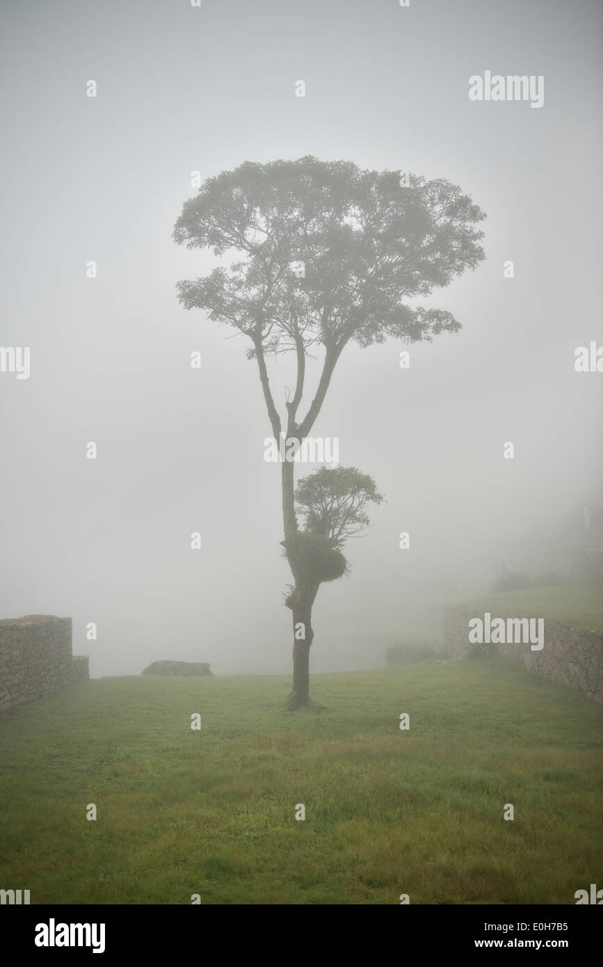 Tree surrounded by buildings hi-res stock photography and images - Alamy
