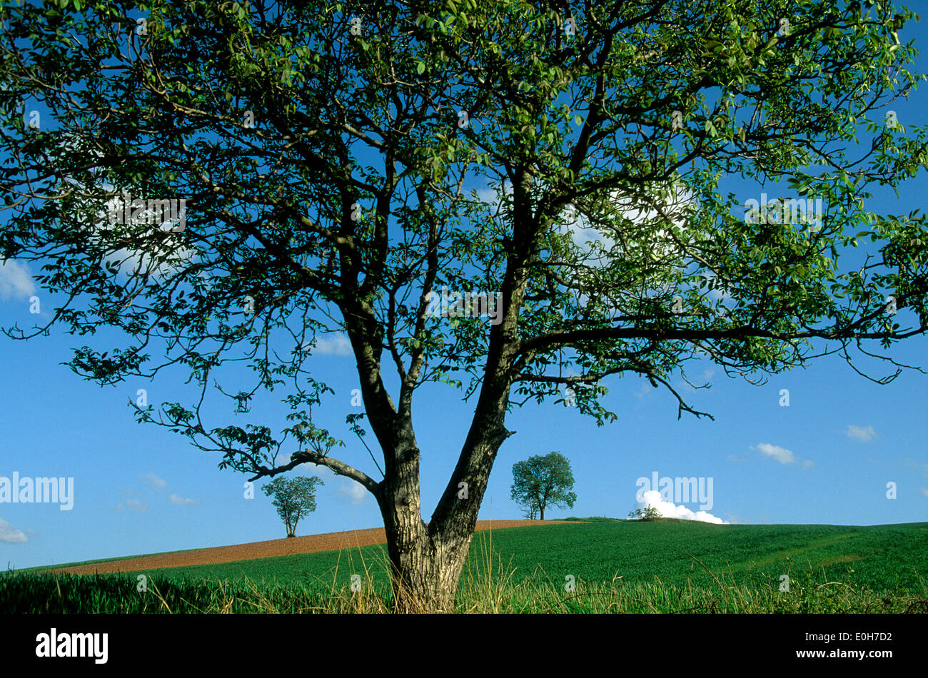 Trees in the countryside Stock Photo - Alamy