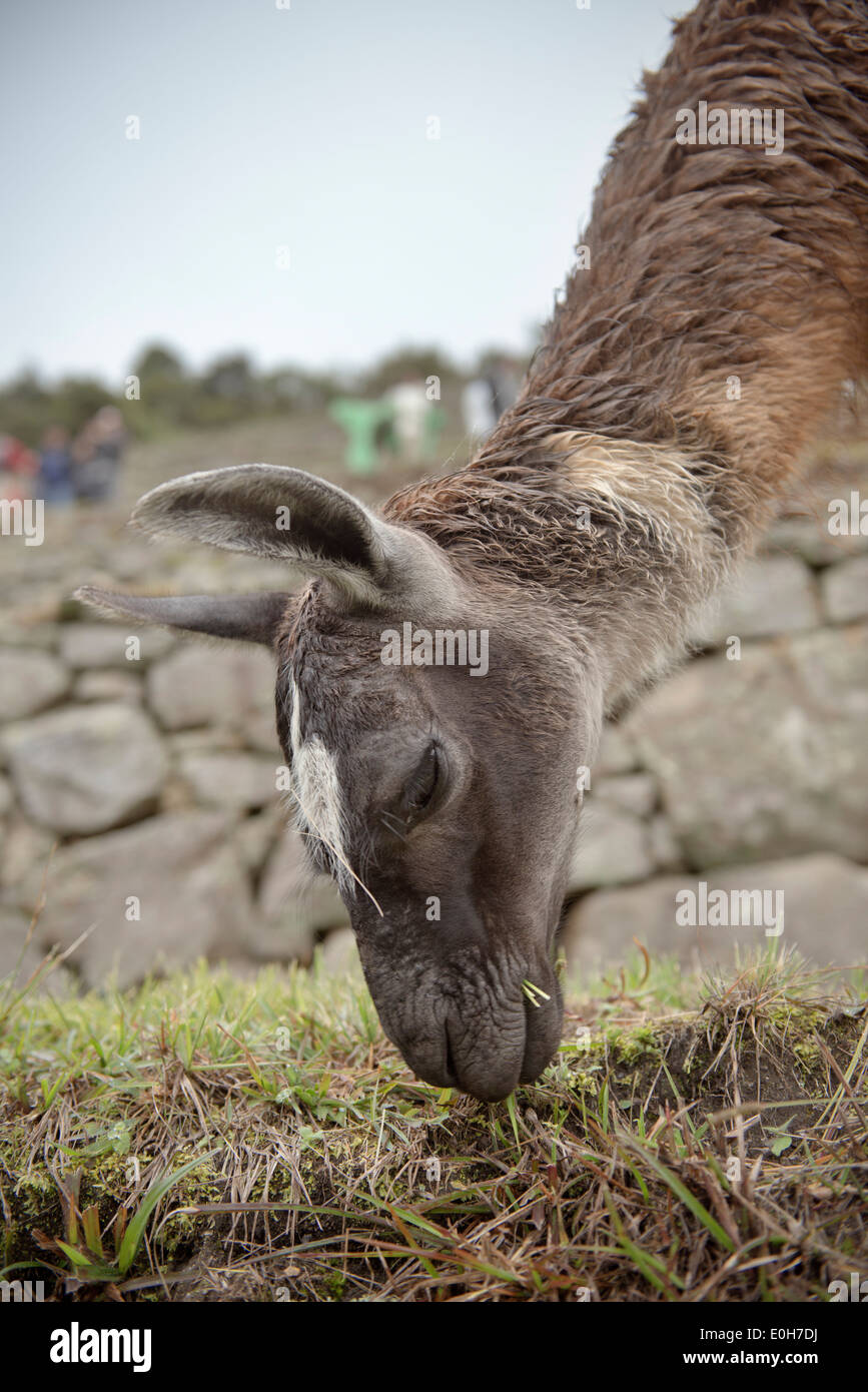 Lama eating gras, Machu Picchu, Cusco, Cuzco, Peru, Andes, South ...