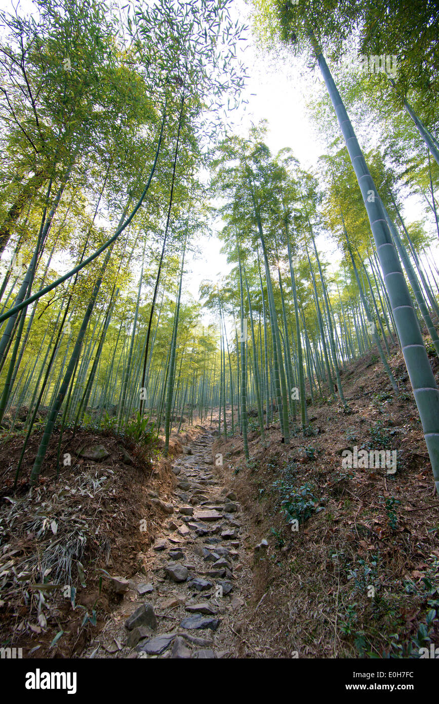 Bamboo forest path hi-res stock photography and images - Alamy