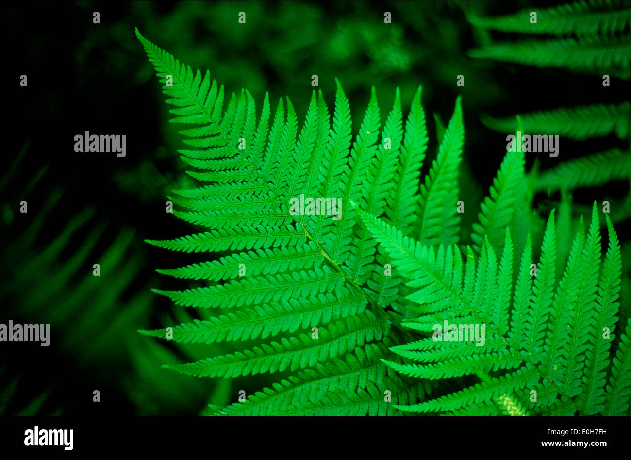 Nobody plant plants hi-res stock photography and images - Alamy