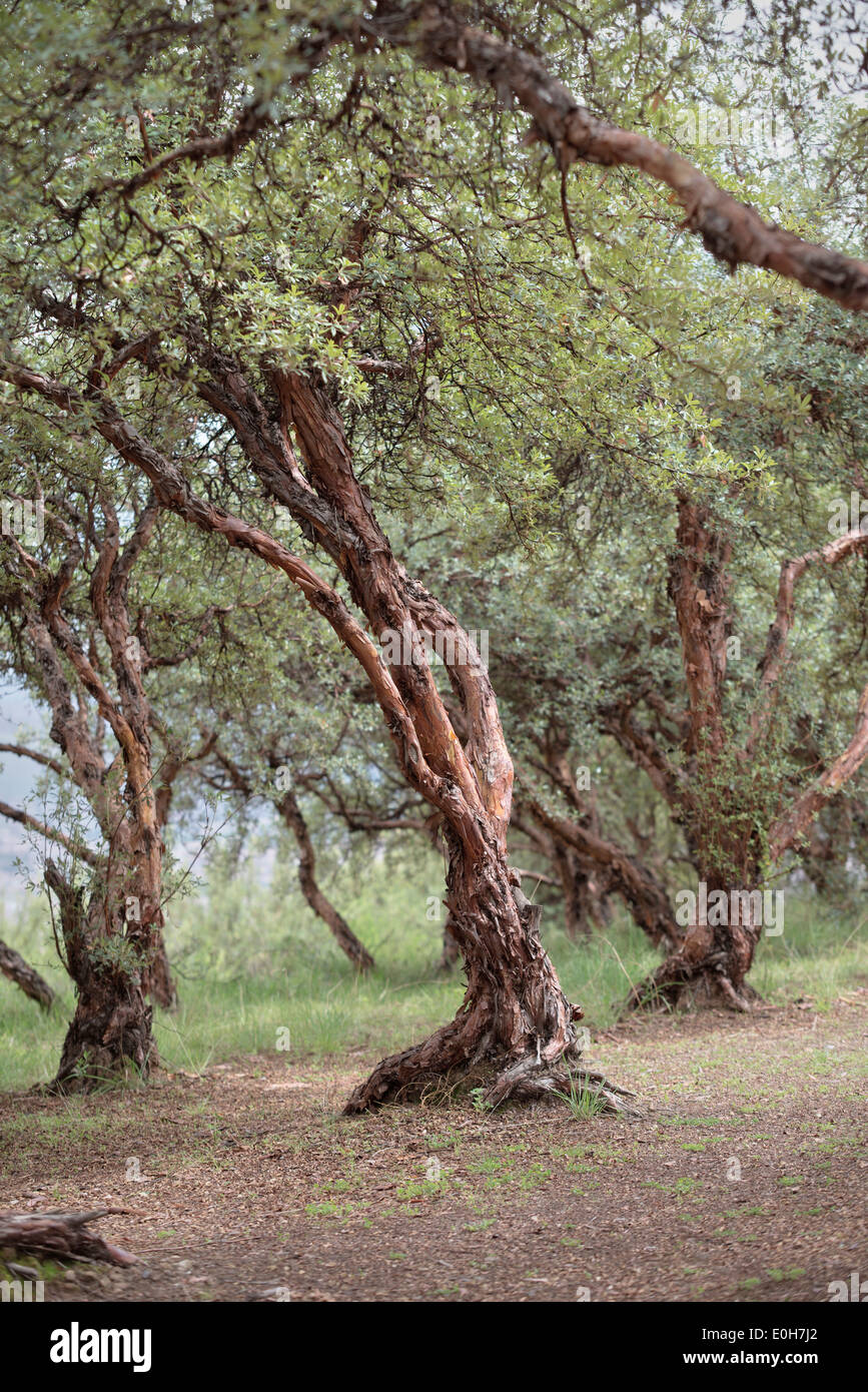 Trees around the Inca fortress Sacsayhuaman, Cusco, Cuzco, Peru, Andes ...