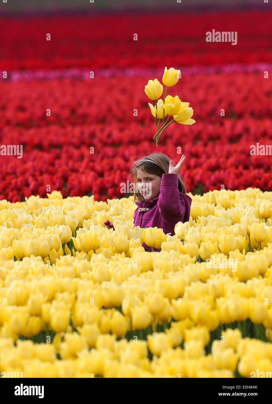 Norfolk tulip field hi-res stock photography and images - Alamy