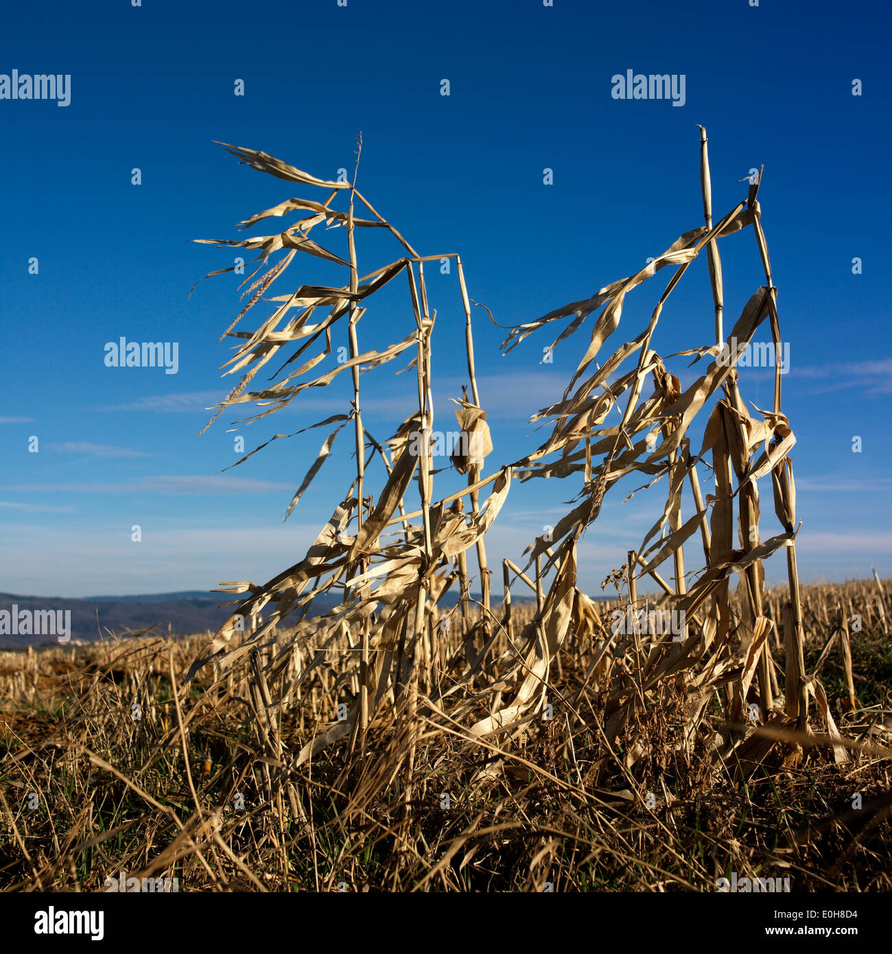 Stalks of dried corn stand against a clear blue sky on a sunny day in ...
