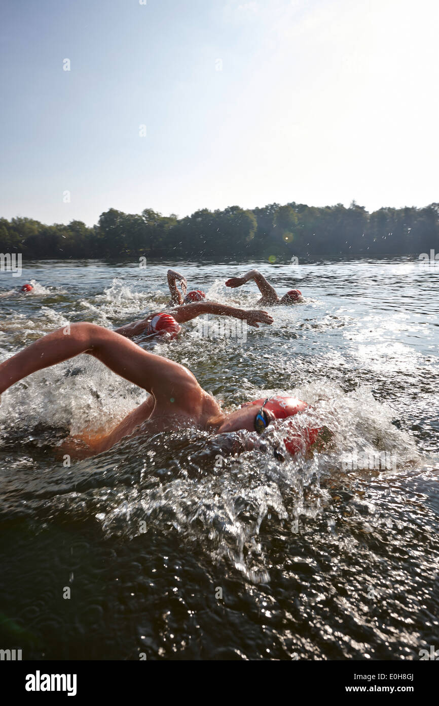 Competitive swimmers training in open water, Boberg swimming lake ...