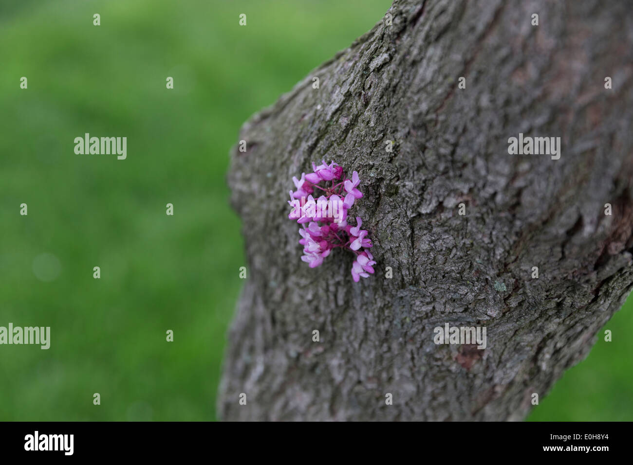 Redbud tree hi-res stock photography and images - Alamy