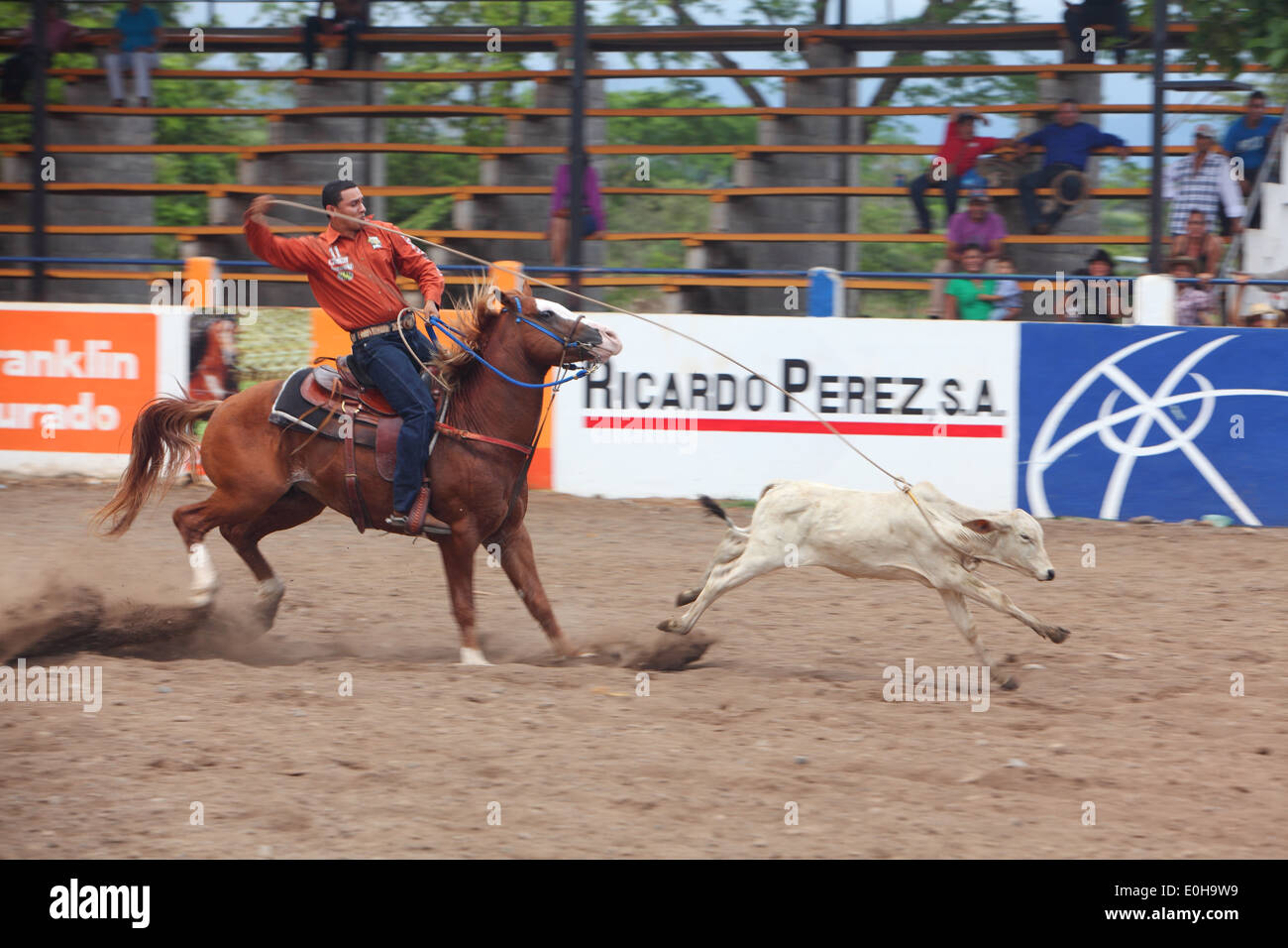 Bull catching hi-res stock photography and images - Alamy
