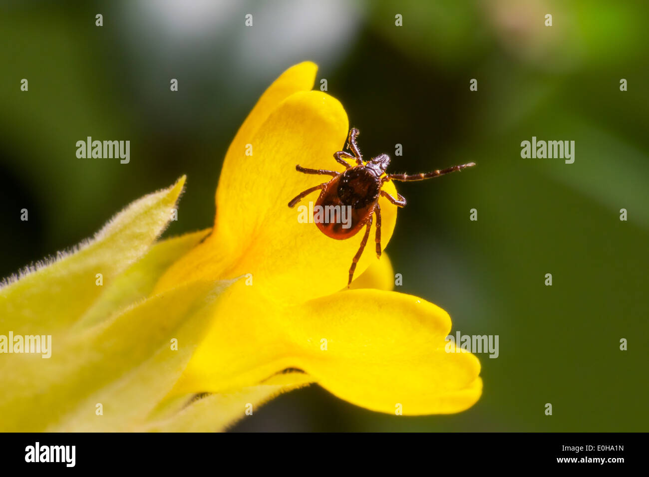 The taiga tick( Ixodes persulcatus Stock Photo - Alamy