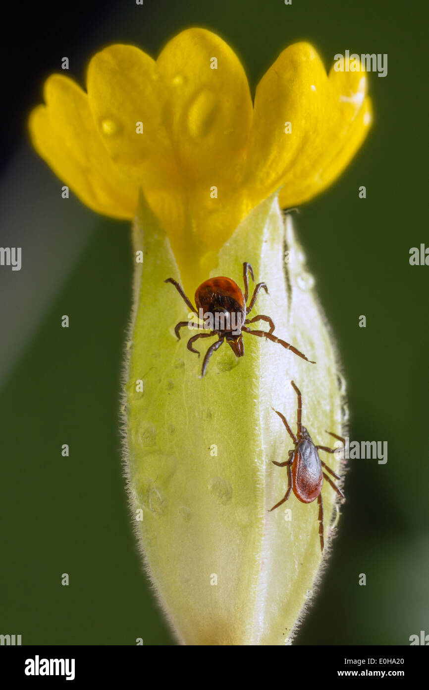 The taiga tick( Ixodes persulcatus Stock Photo - Alamy