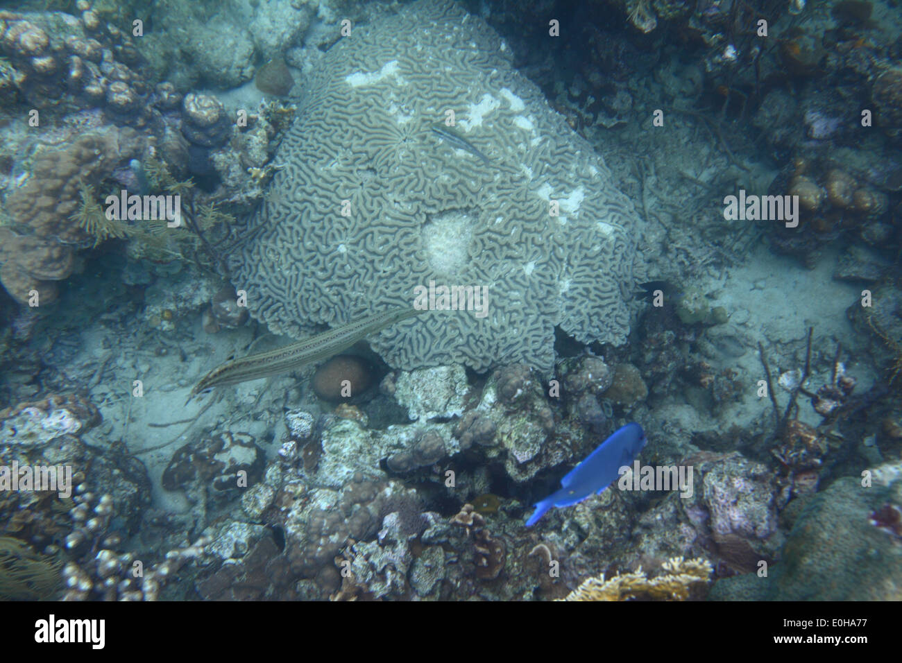 Toro Fish High Resolution Stock Photography and Images - Alamy