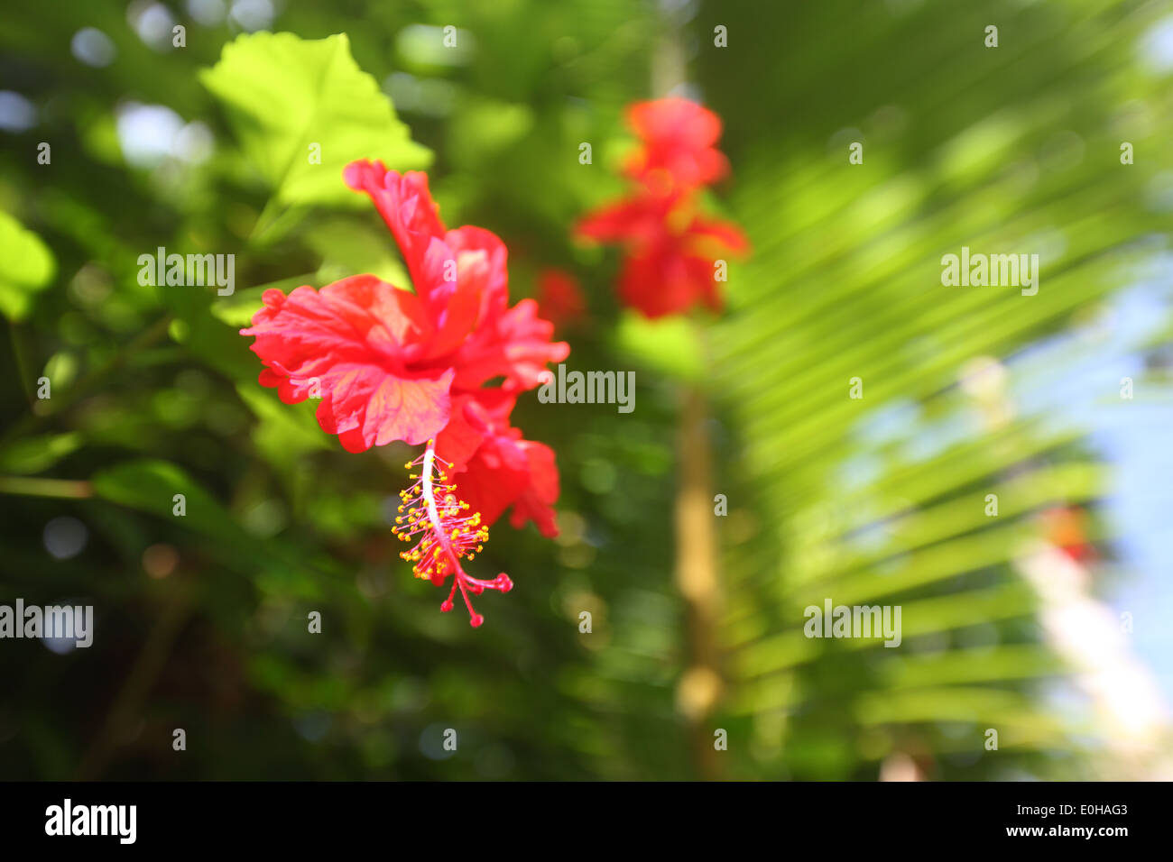 Playa punch, flower, flowers, palm, nature, red, hibiscus, Isla Colon ...