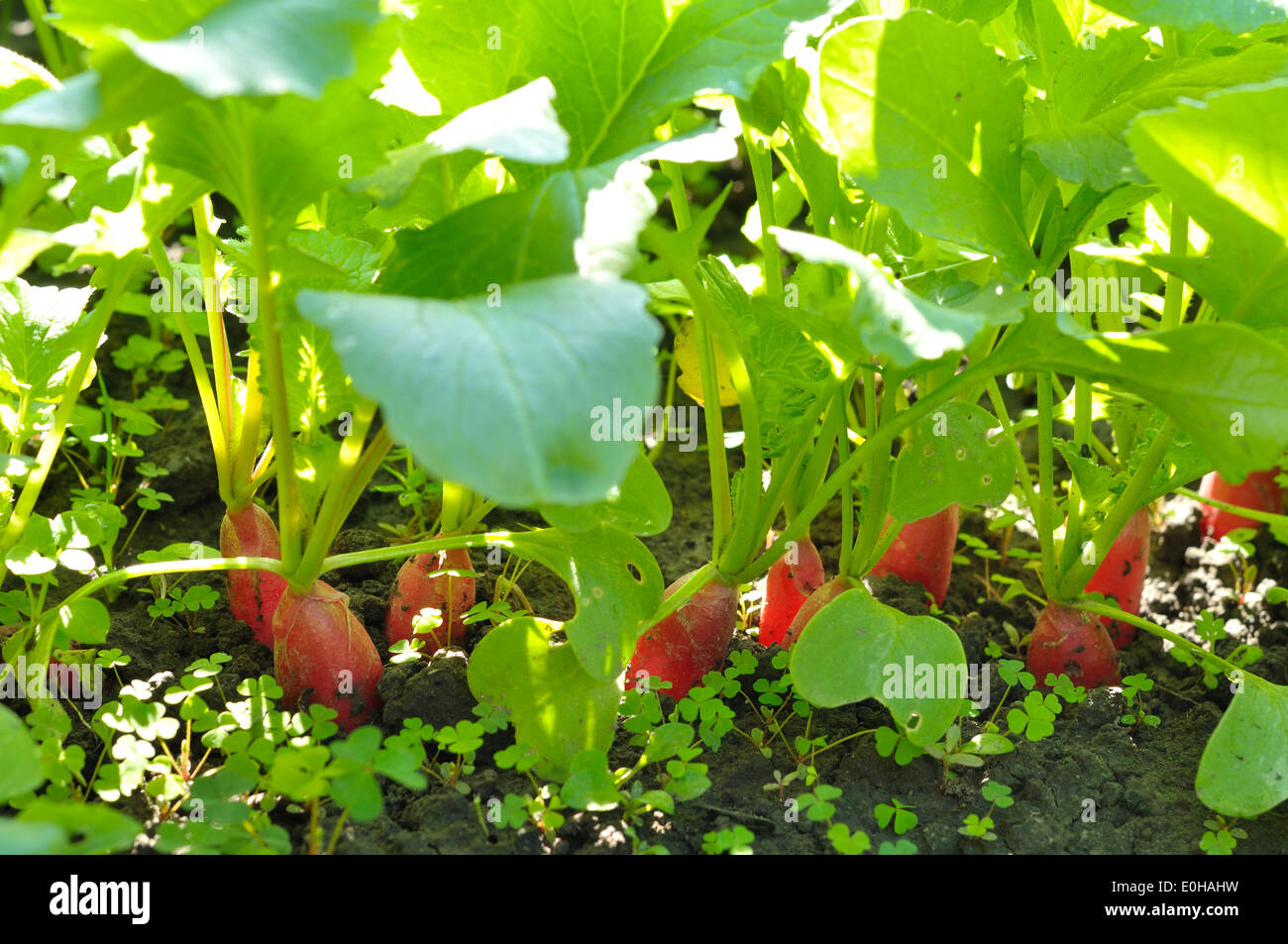 Red radishes growing in the black soil in bright sunlight Stock Photo ...