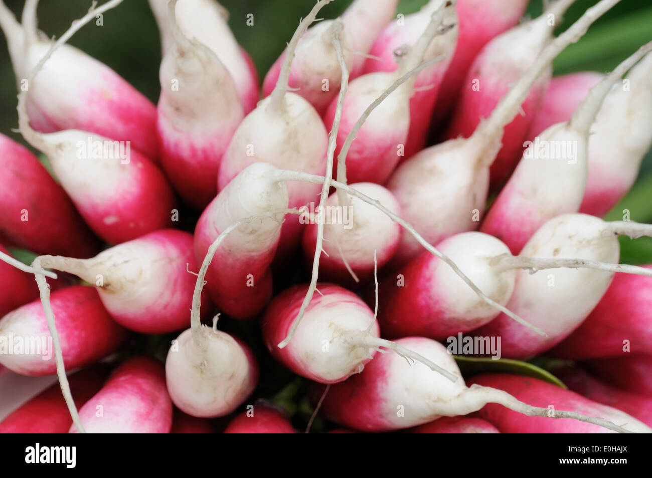 bunch of long red radishes with white tips Stock Photo - Alamy