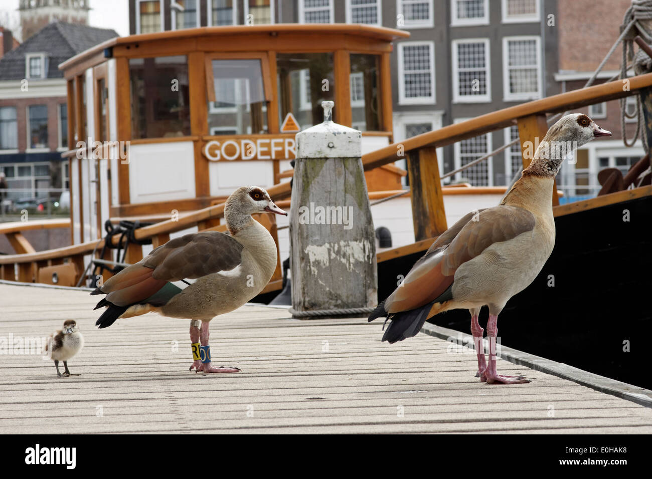 Egyptian geese in Haarlem, Holland Stock Photo - Alamy
