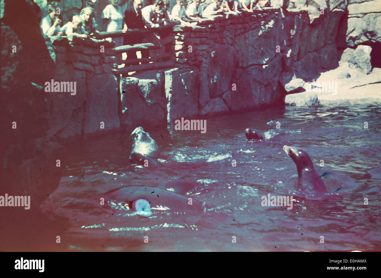 A photograph taken at a zoo, showing seals in a naturalistic enclosure ...
