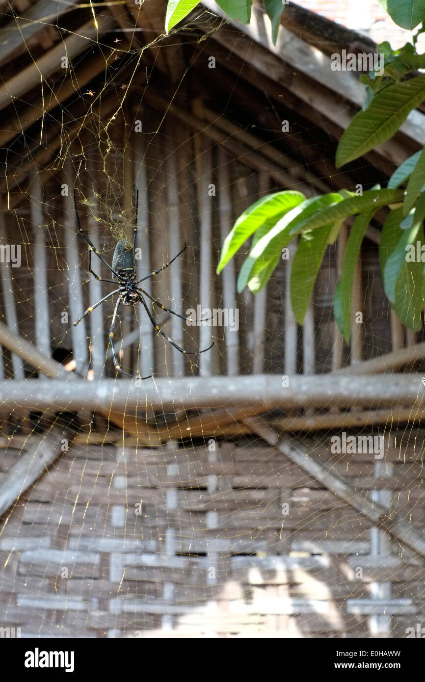 large spiders web on the side of a house containing a golden orb-web ...