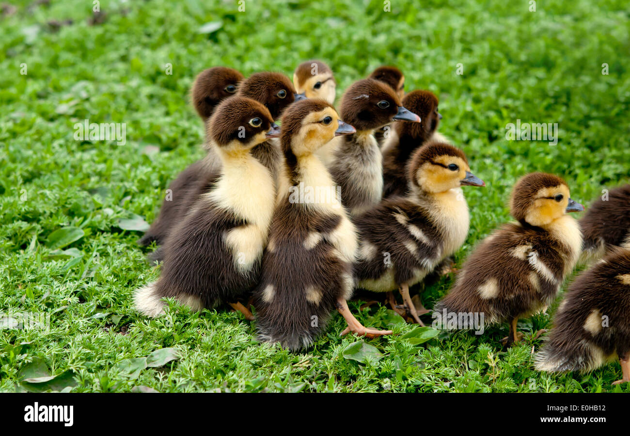 Small flock of chickens hi-res stock photography and images - Alamy